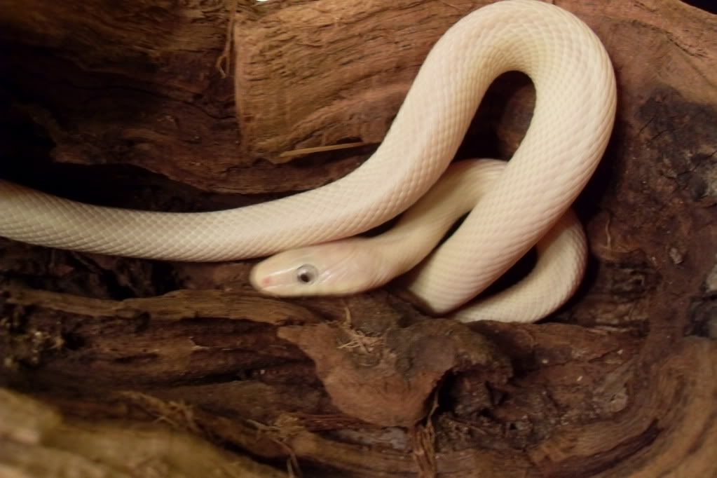 My leucistic black rat snake | Arachnoboards My leucistic black rat snake | Arachnoboards
